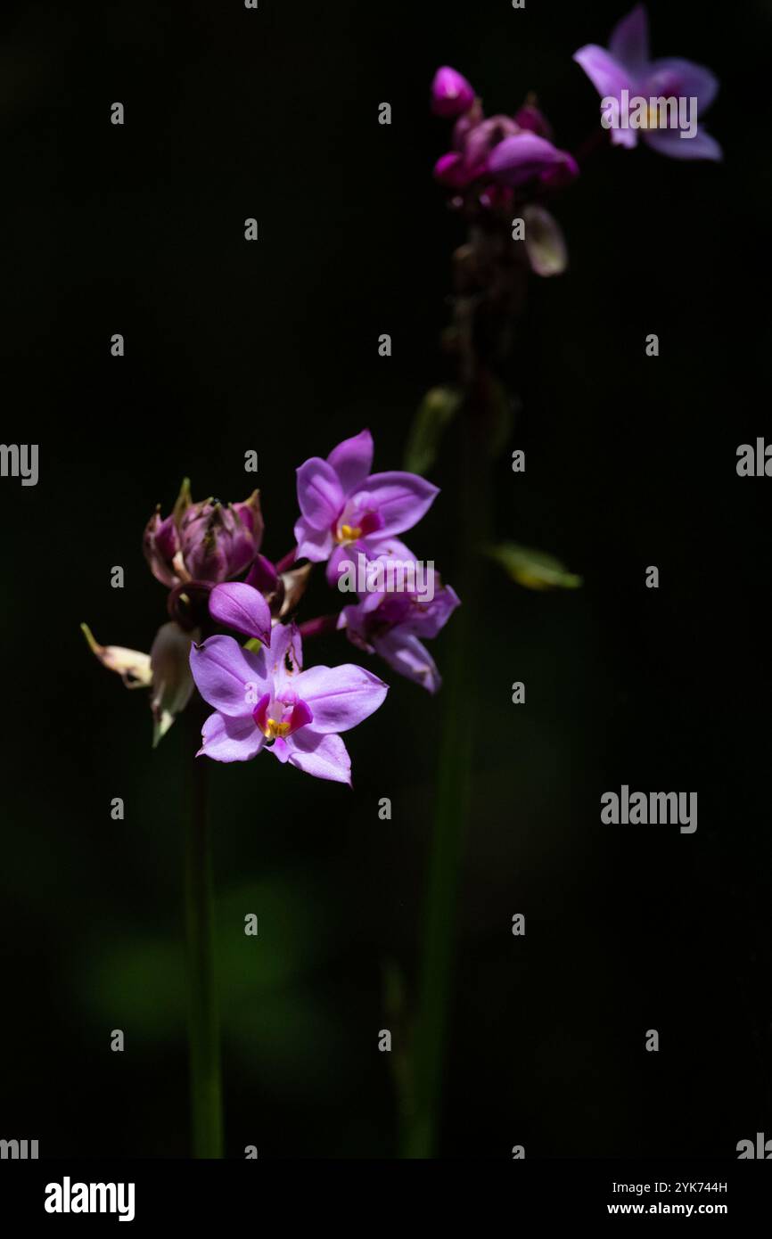 Philippine Ground Orchid (Spathoglottis plicata Stock Photo - Alamy
