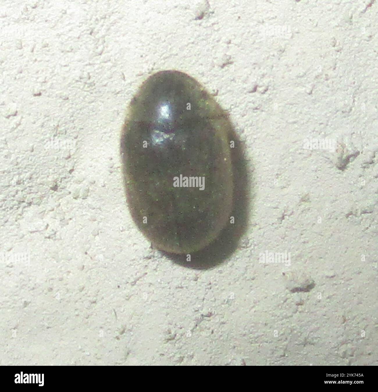 Deathwatch, Spider, and Wood-borer Beetles (Ptinidae Stock Photo - Alamy