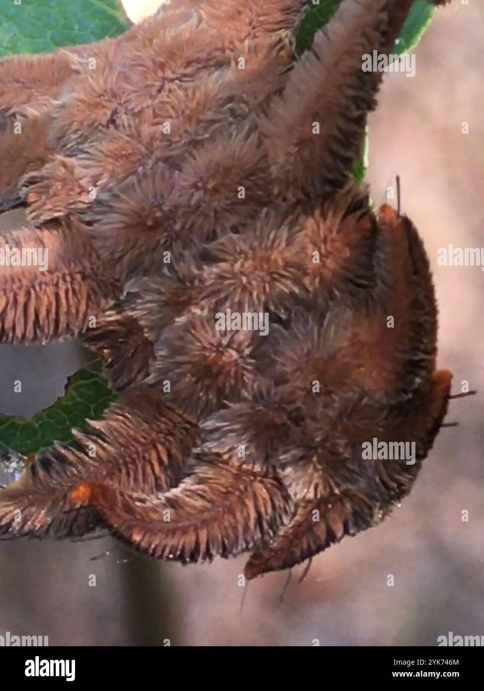 Hag moth hi-res stock photography and images - Alamy