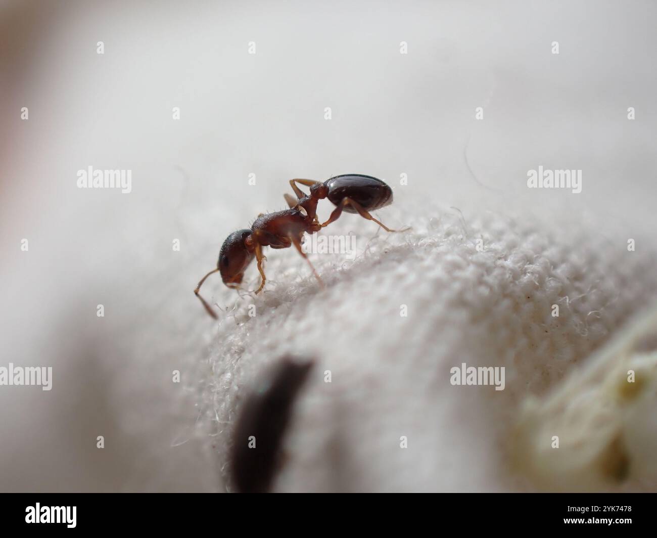 Acorn Ants and Allies (Temnothorax Stock Photo - Alamy