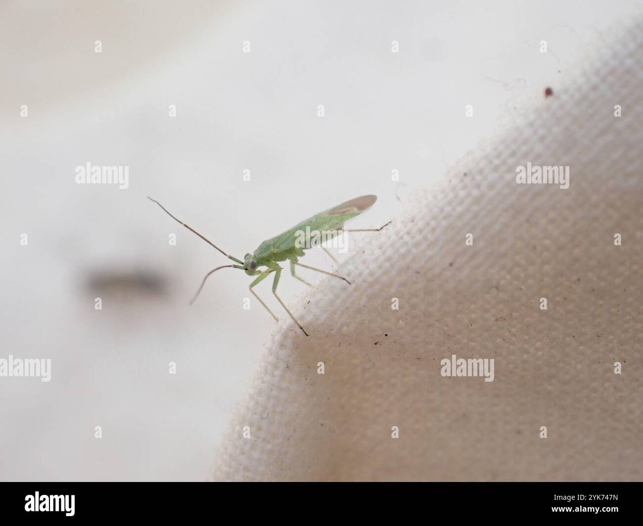 True Bugs (Heteroptera Stock Photo - Alamy