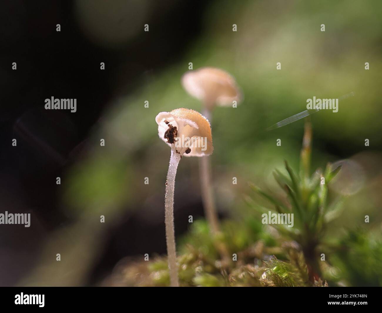 Rickenella hi-res stock photography and images - Alamy