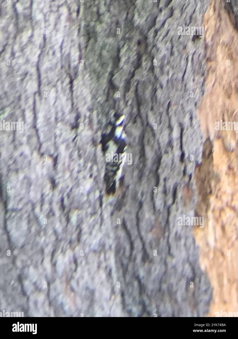 Dryobates Woodpeckers (Dryobates Stock Photo - Alamy