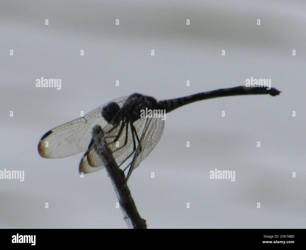 Dythemis hi-res stock photography and images - Alamy