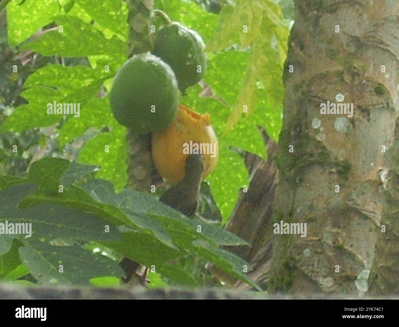 Giant Weaver (Ploceus grandis Stock Photo - Alamy