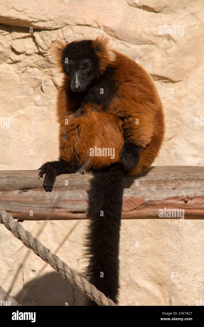 Red Ruffed Lemur Stock Photo - Alamy