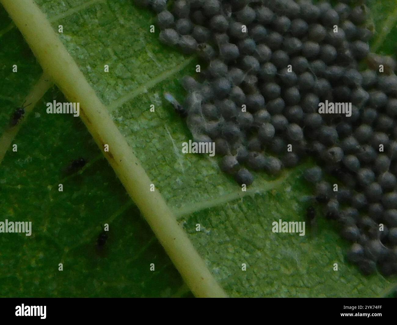 Ants, Bees, Wasps, and Sawflies (Hymenoptera Stock Photo - Alamy