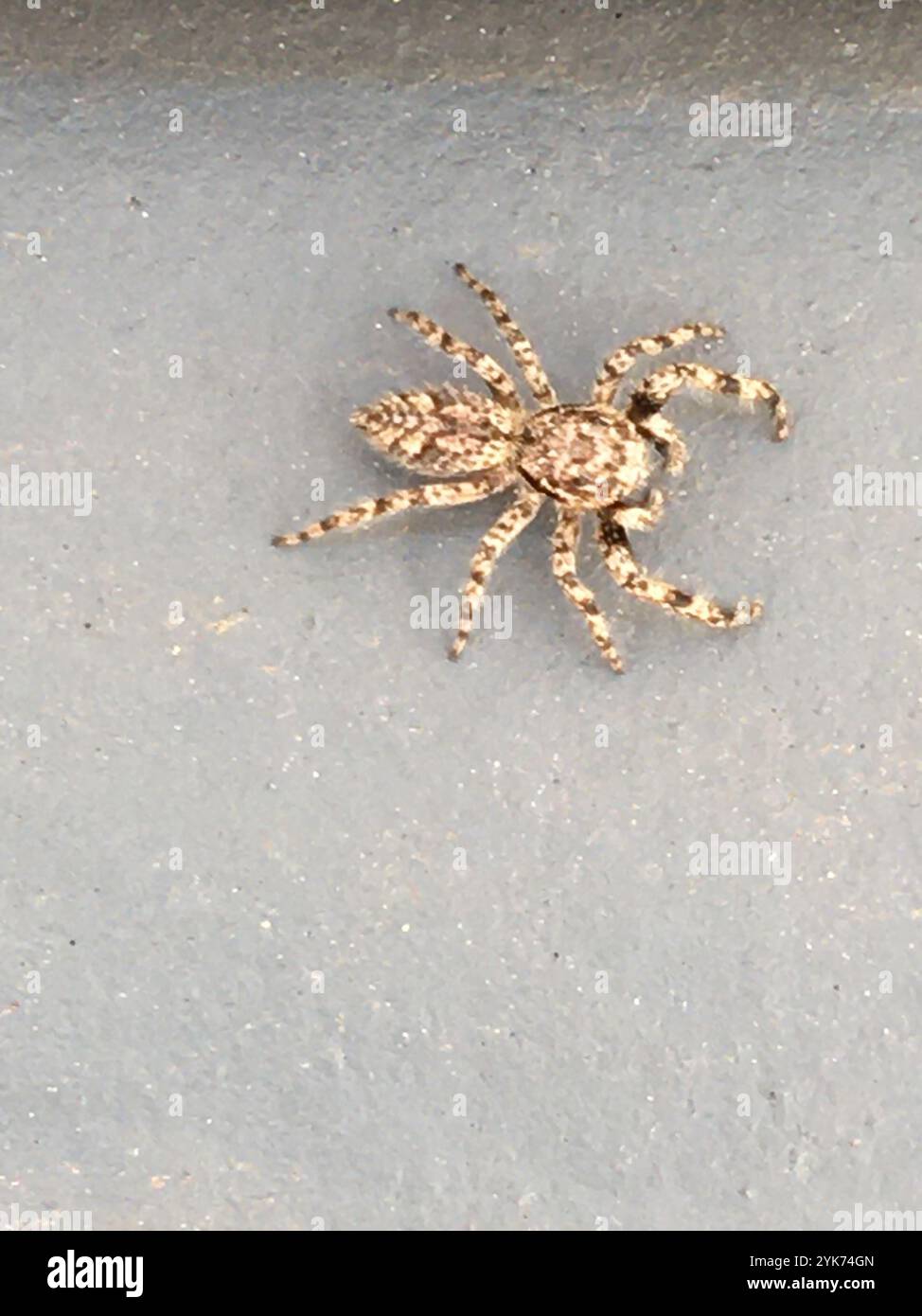 Tan jumping spider hi-res stock photography and images - Alamy