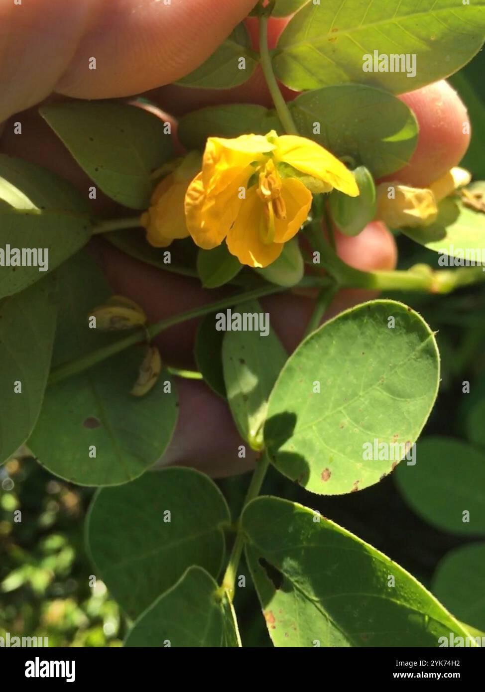 American Sicklepod (Senna obtusifolia Stock Photo - Alamy