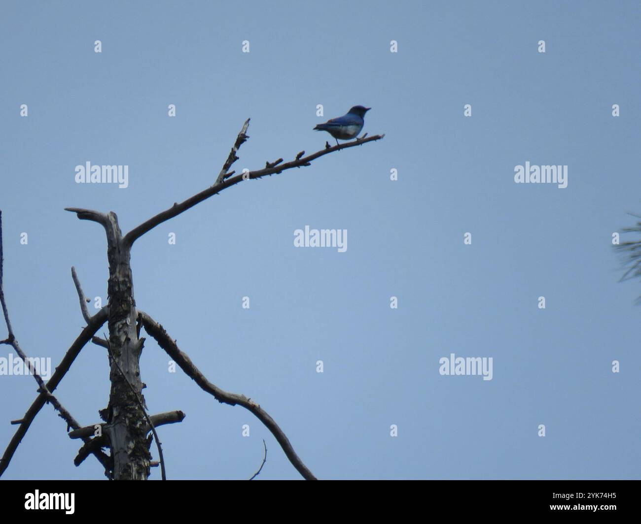 Mountain Bluebird (Sialia currucoides Stock Photo - Alamy