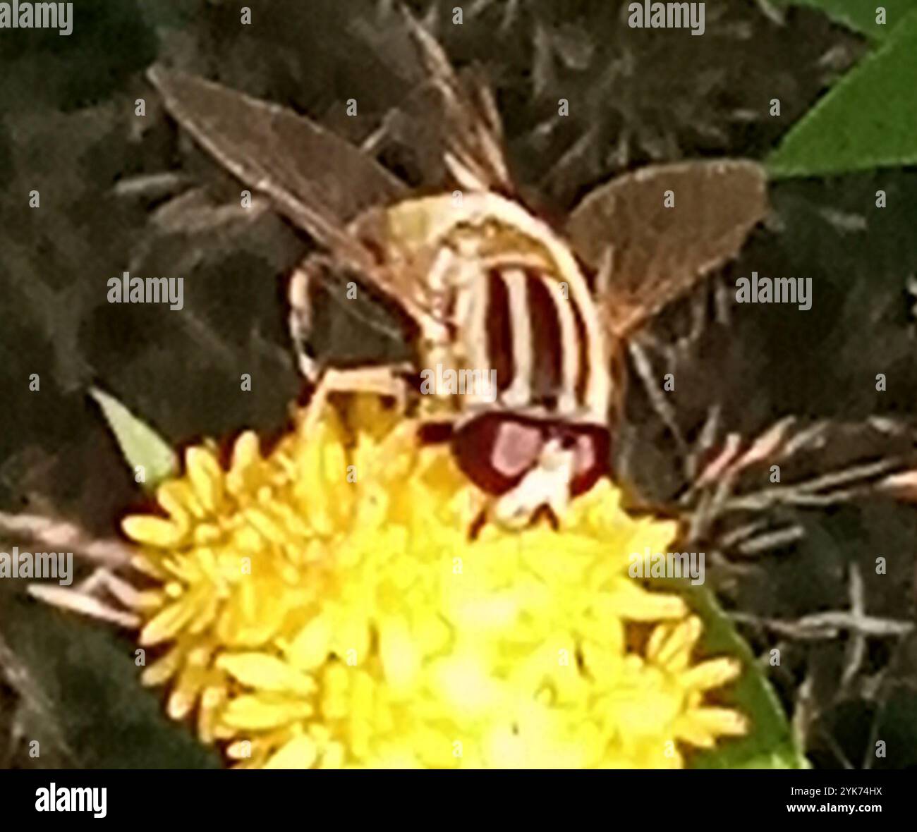 Trivittate Marsh Fly (Helophilus trivittatus Stock Photo - Alamy