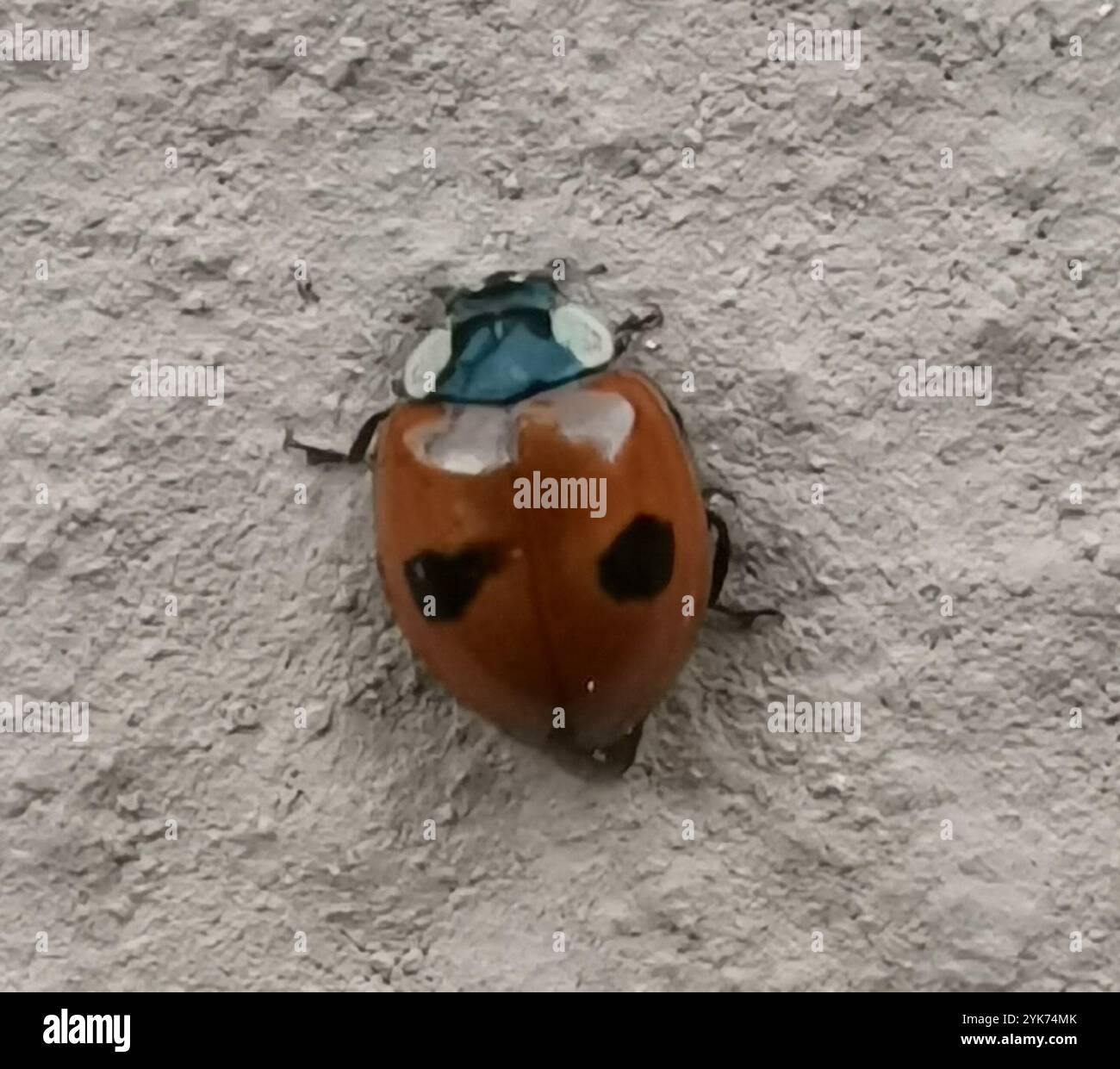 Two-spotted Lady Beetle (Adalia bipunctata Stock Photo - Alamy