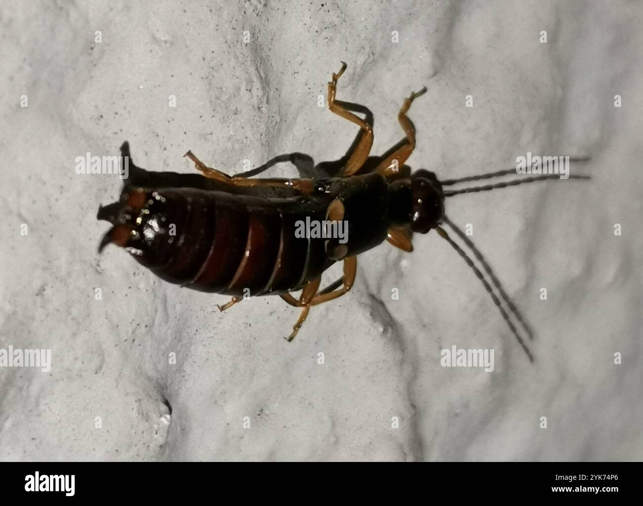 European Earwig Complex (Forficula auricularia Stock Photo - Alamy