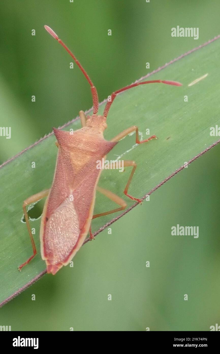 Cletus hi-res stock photography and images - Alamy