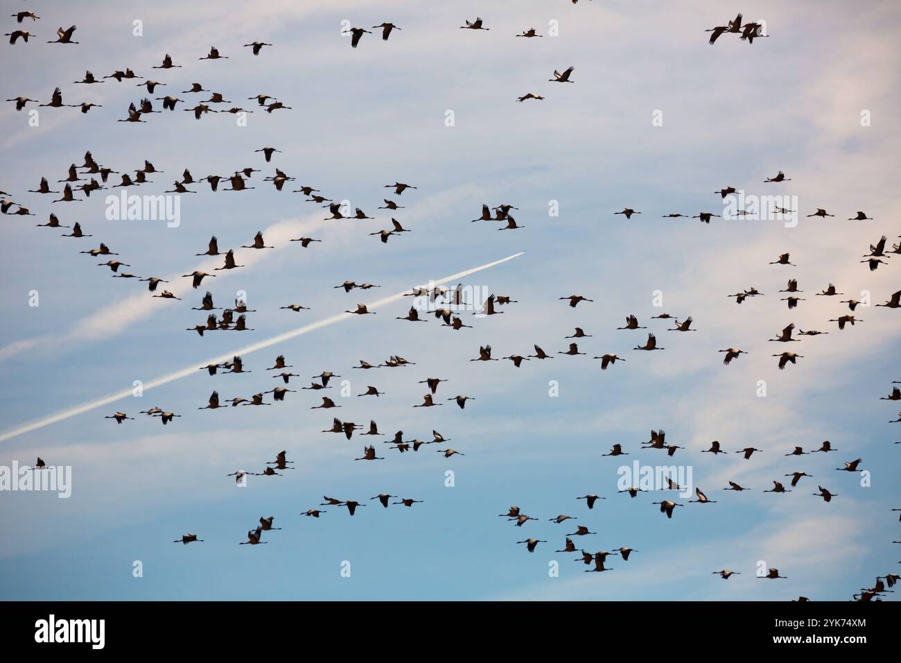 Common cranes flying breeding hi-res stock photography and images - Alamy