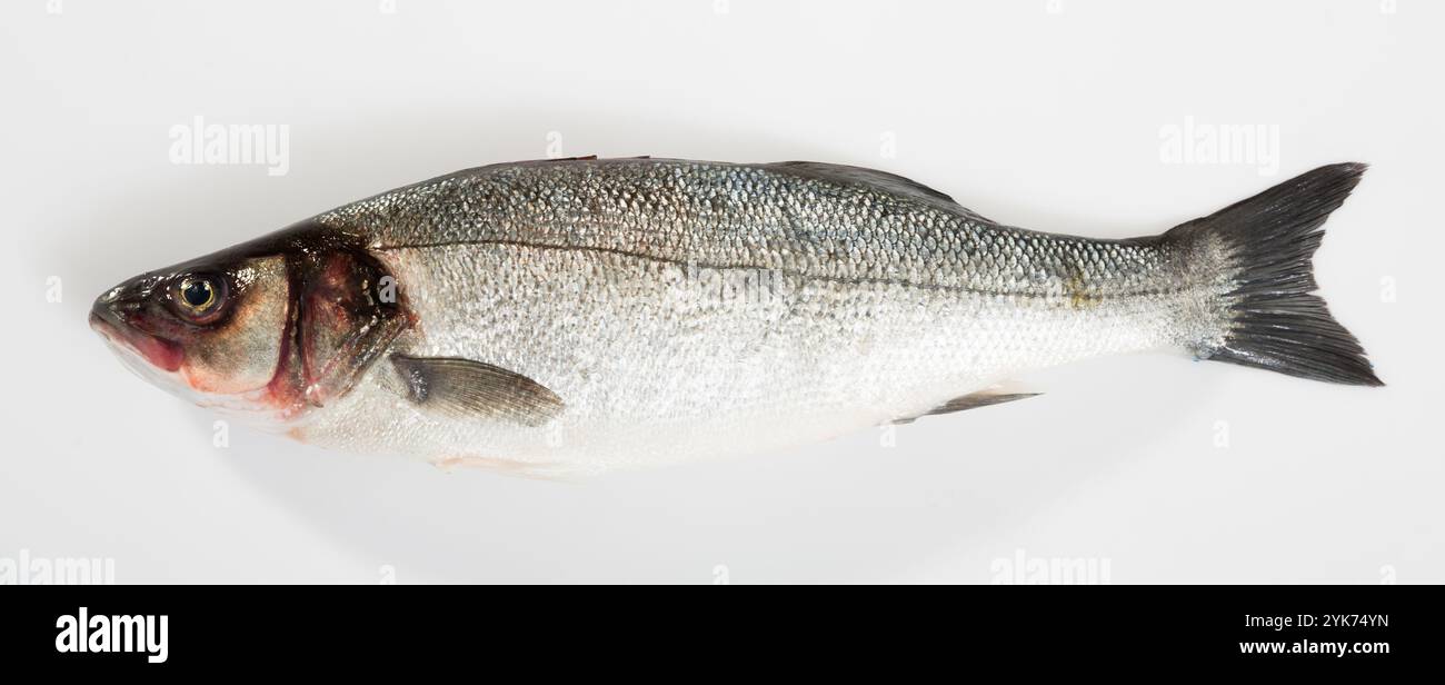 European bass on white background Stock Photo - Alamy