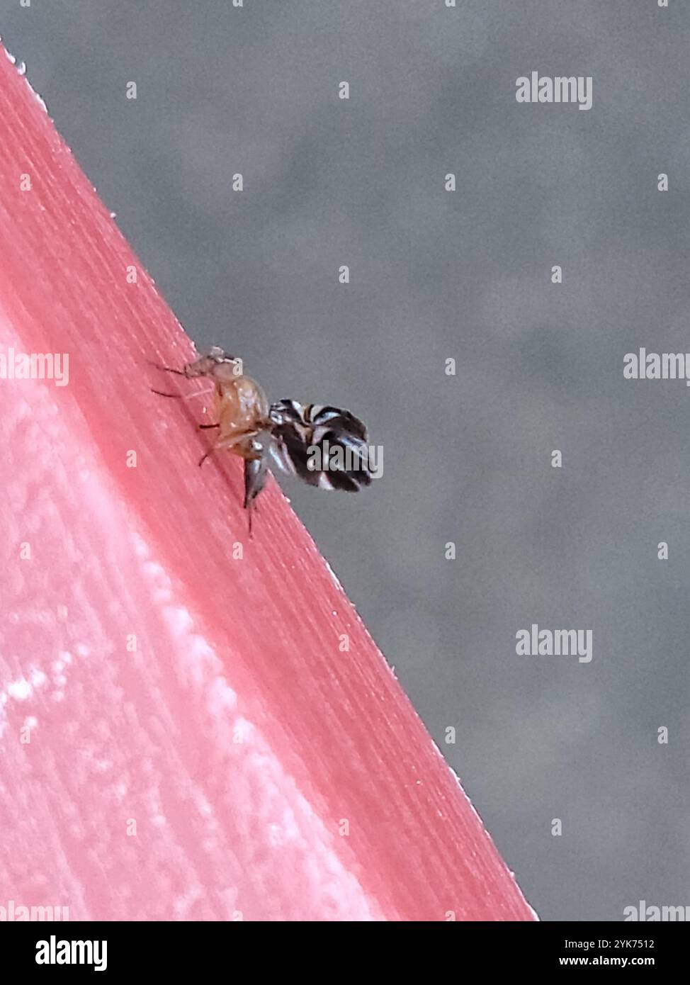 Common Picture-winged Fly (Delphinia picta Stock Photo - Alamy