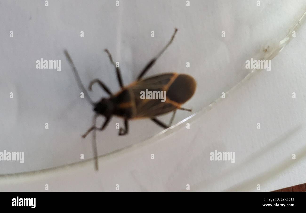 Western Boxelder Bug (Boisea rubrolineata Stock Photo - Alamy