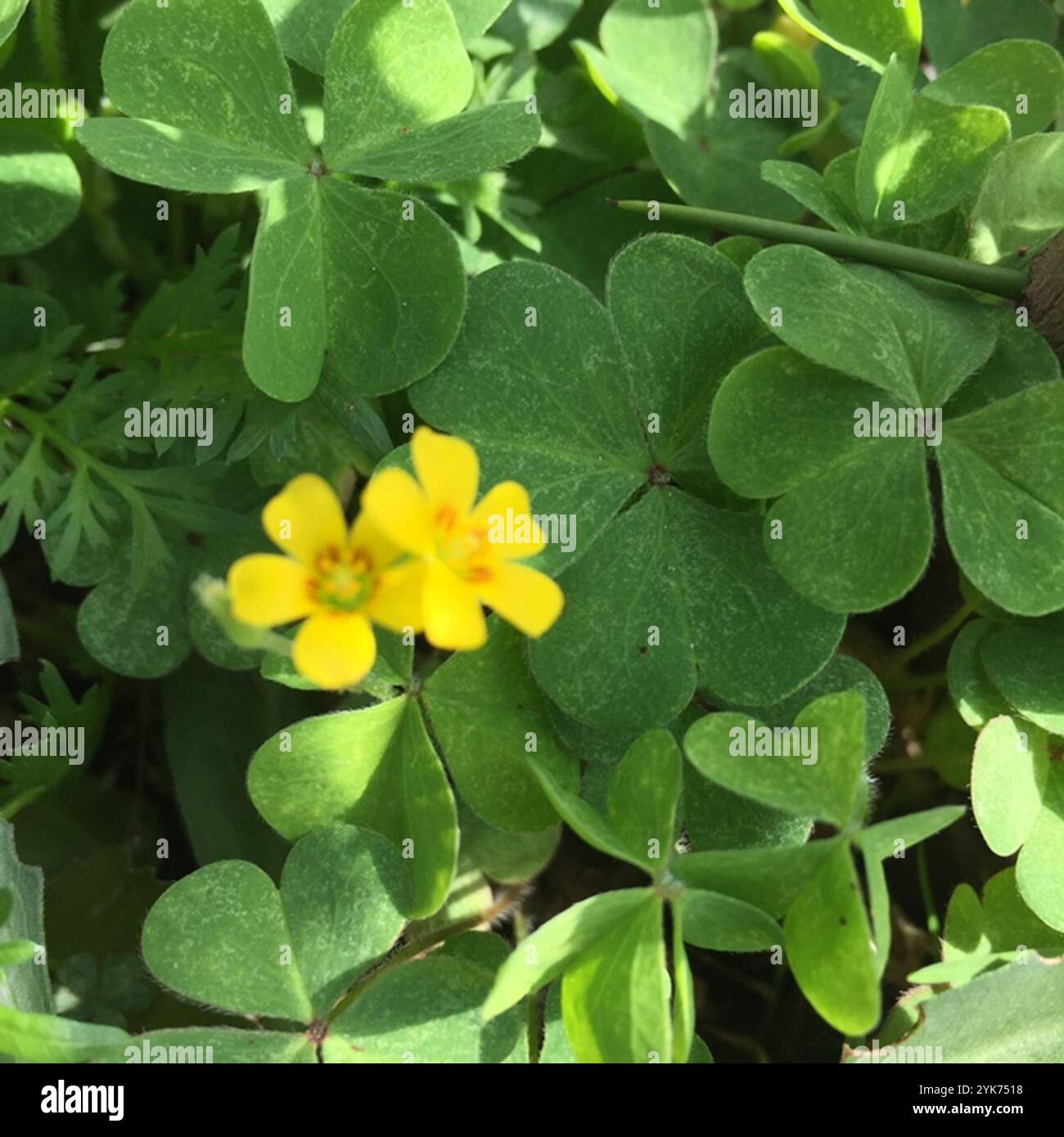 woodsorrel family (Oxalidaceae Stock Photo - Alamy