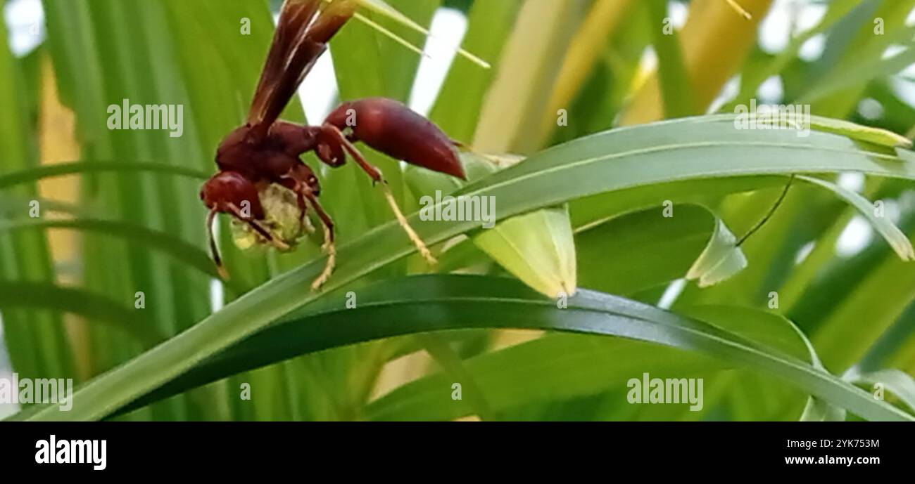 Neotropical Red Paper Wasp (Polistes canadensis Stock Photo - Alamy