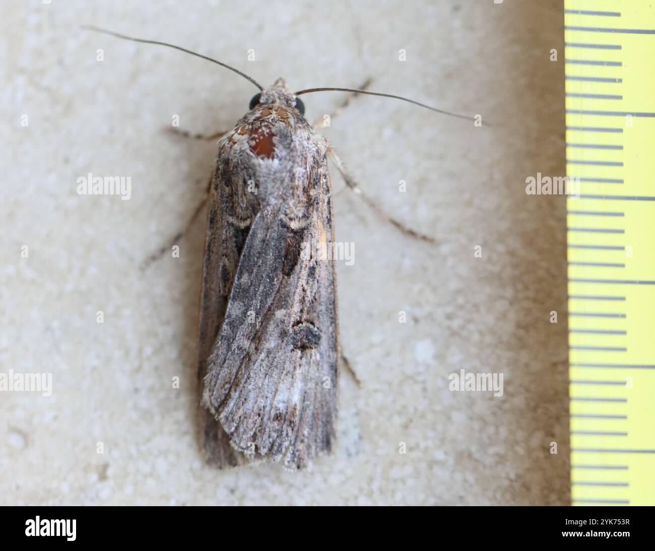 Brown Cutworm (Agrotis munda Stock Photo - Alamy