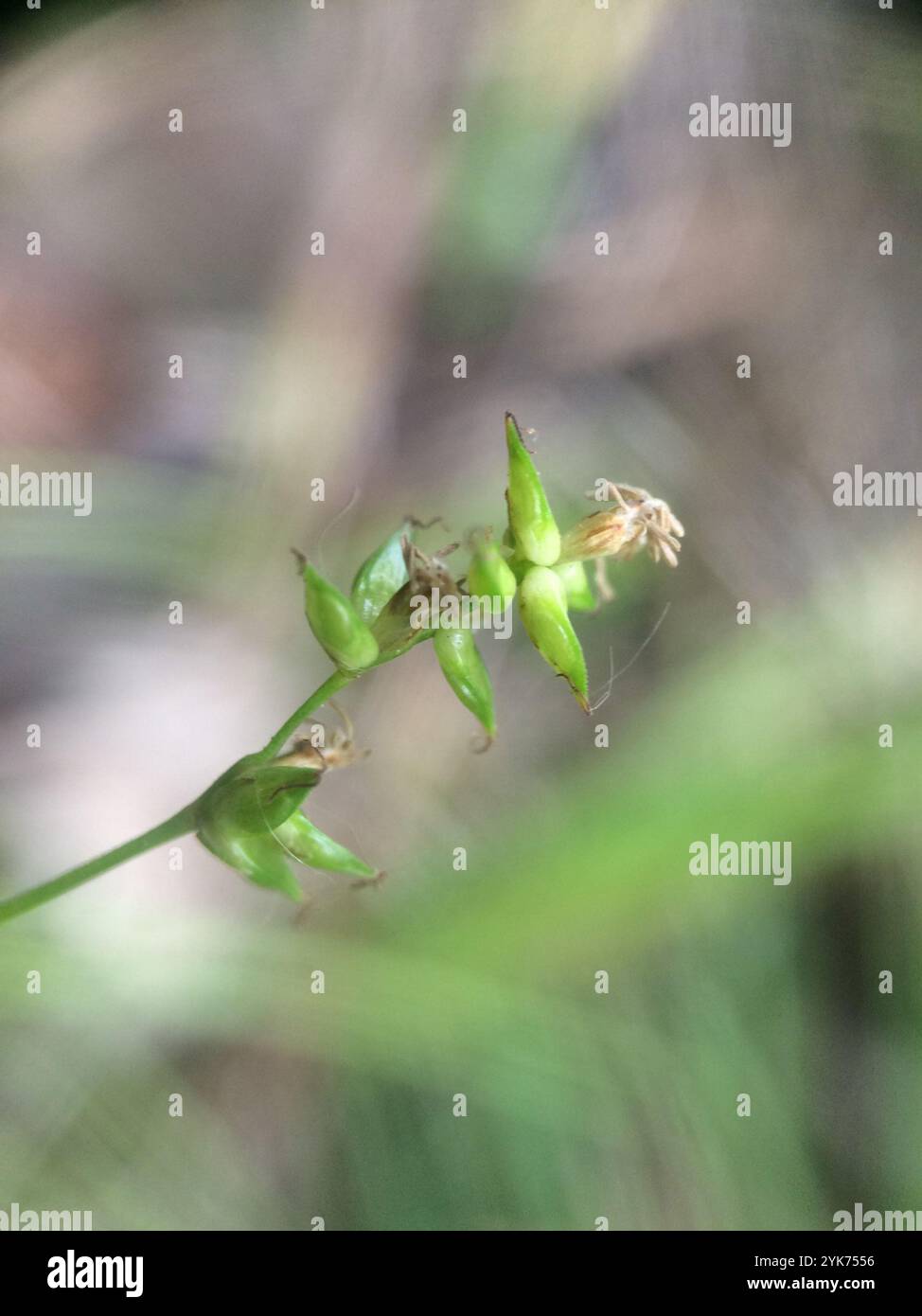 Carex radiata hi-res stock photography and images - Alamy