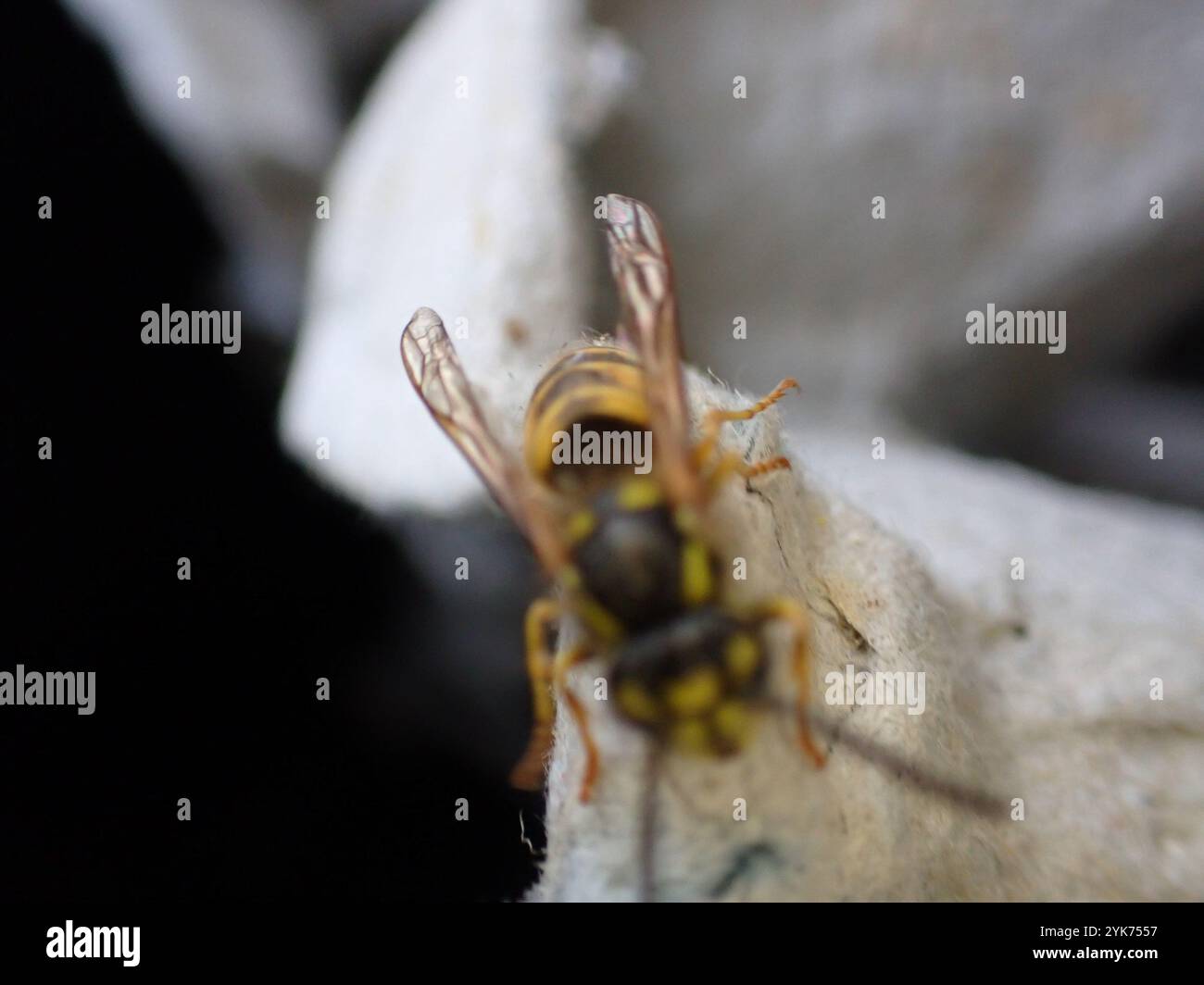Common European Yellowjacket (Vespula vulgaris Stock Photo - Alamy