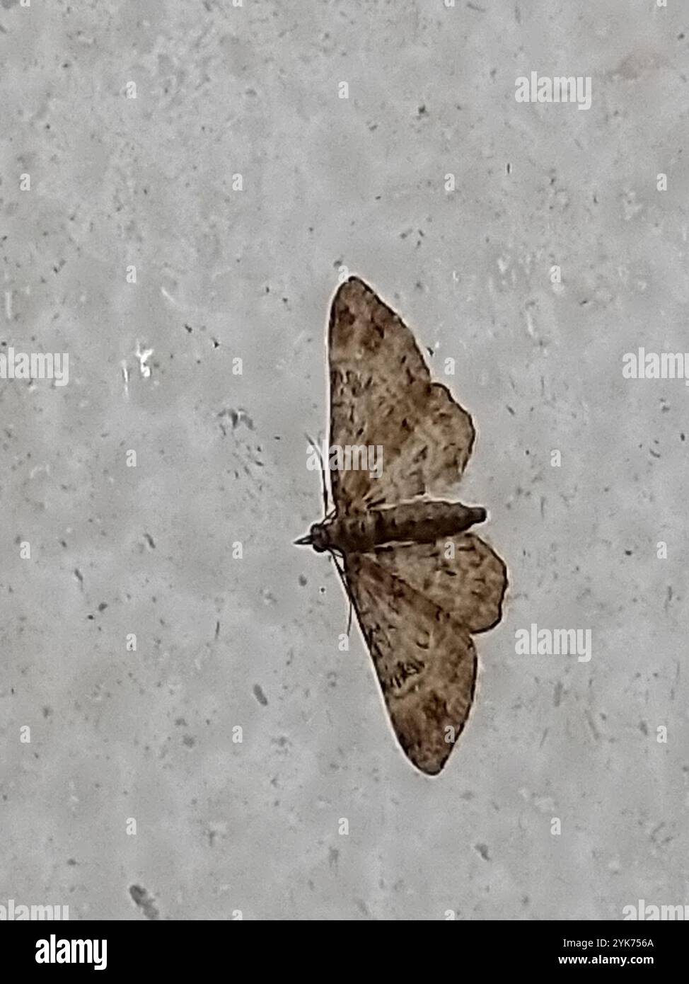 Gymnoscelis rufifasciata hi-res stock photography and images - Alamy