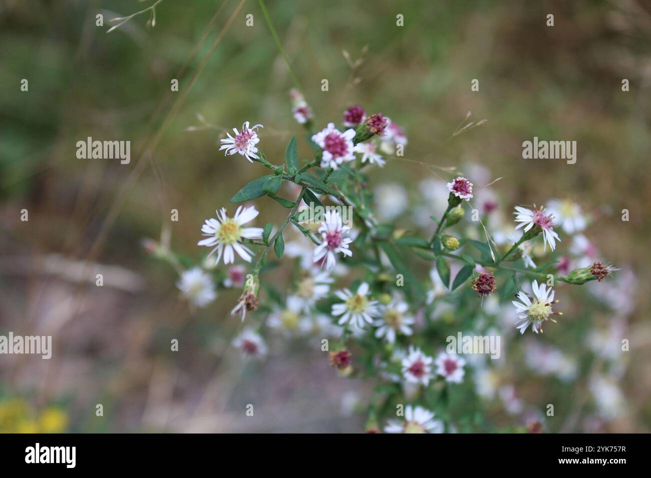calico aster (Symphyotrichum lateriflorum Stock Photo - Alamy