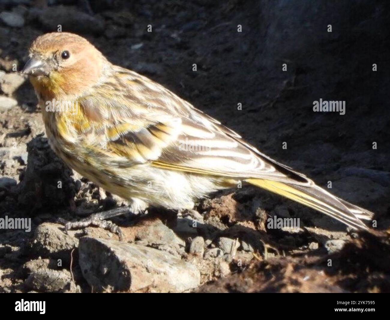 Fire-fronted Serin (Serinus pusillus Stock Photo - Alamy