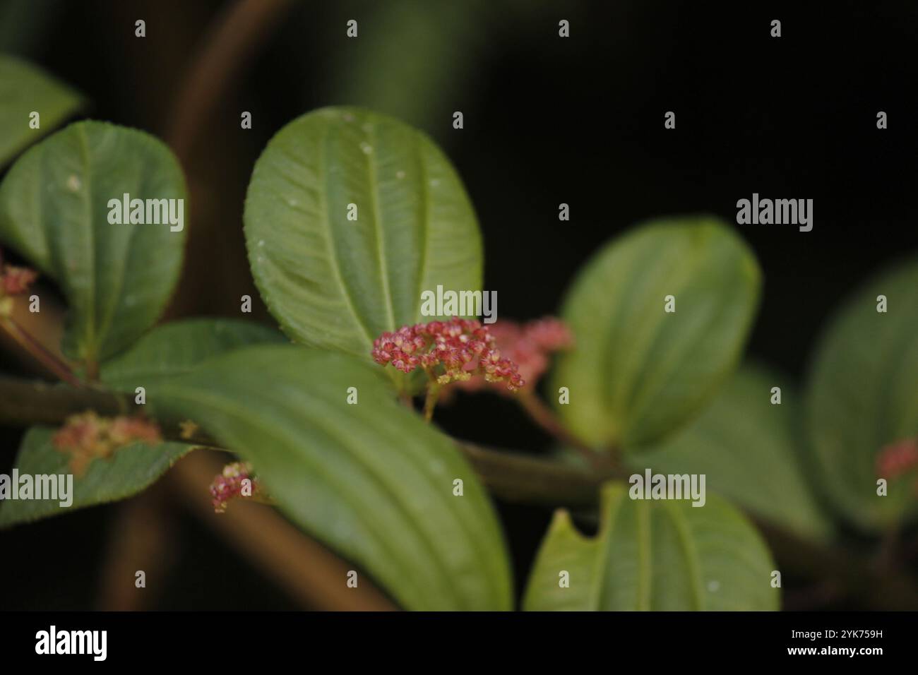 nettle family (Urticaceae Stock Photo - Alamy
