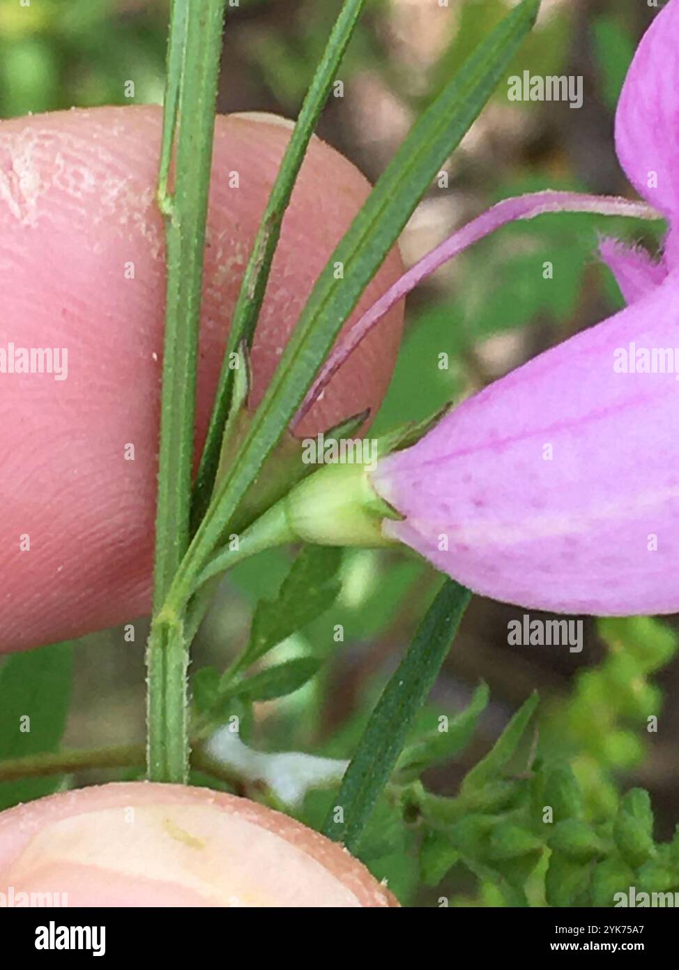 Agalinis fasciculata hi-res stock photography and images - Alamy