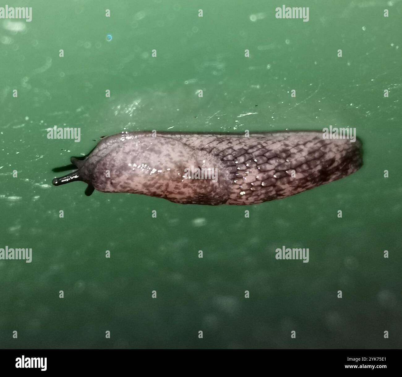 Milky Slug (Deroceras reticulatum Stock Photo - Alamy