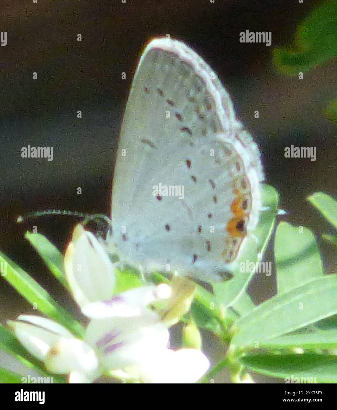 Eastern Tailed-Blue (Cupido comyntas Stock Photo - Alamy