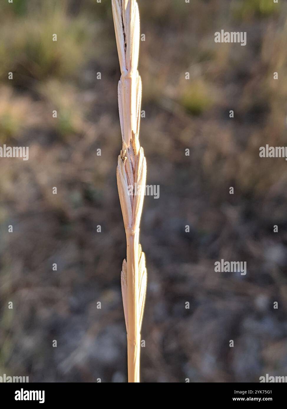 Intermediate Wheatgrass (Thinopyrum intermedium Stock Photo - Alamy
