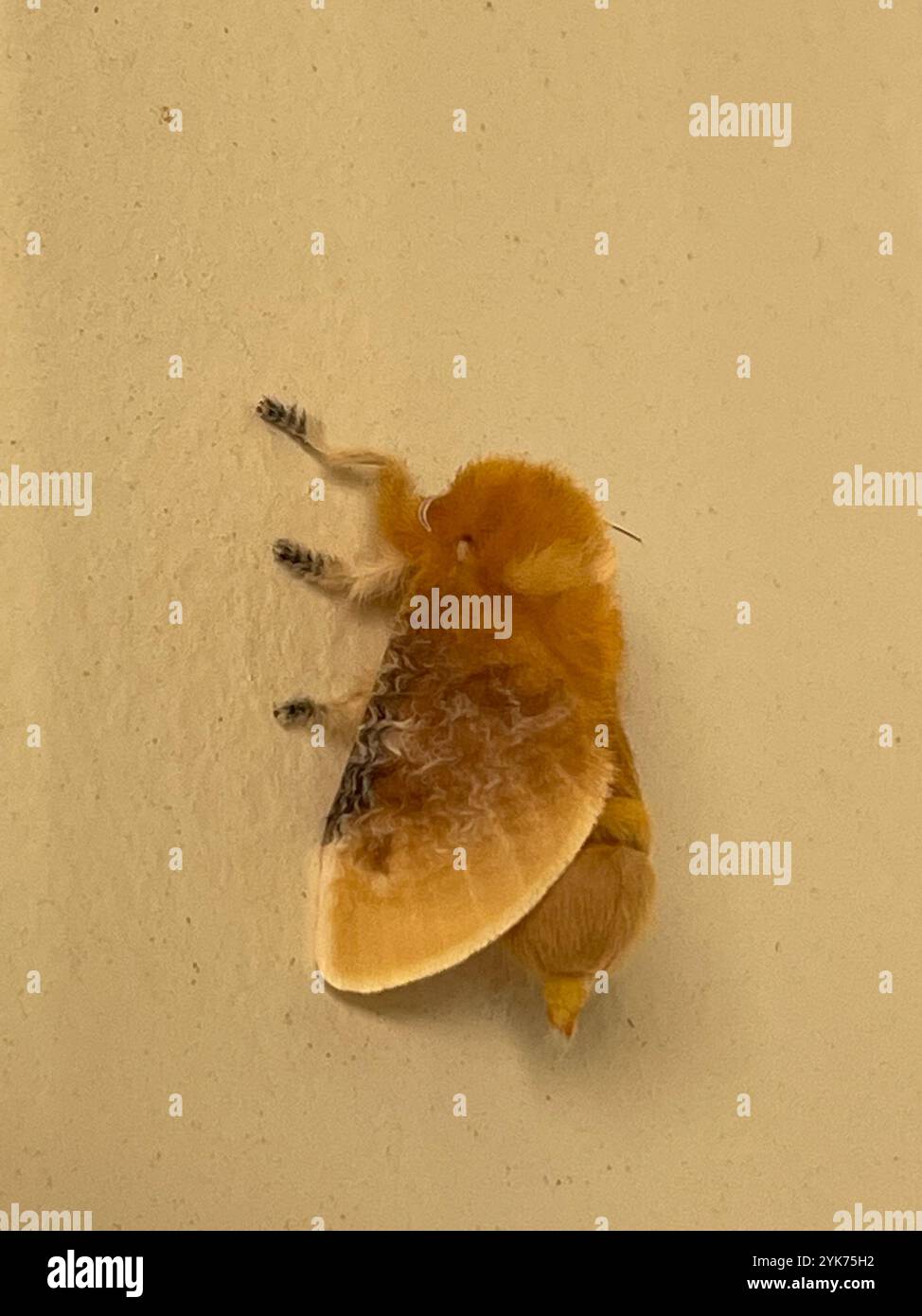 Southern Flannel Moth (Megalopyge opercularis Stock Photo - Alamy