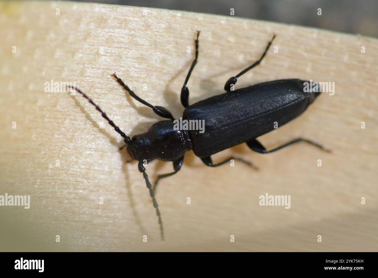 Tetropium castaneum hi-res stock photography and images - Alamy