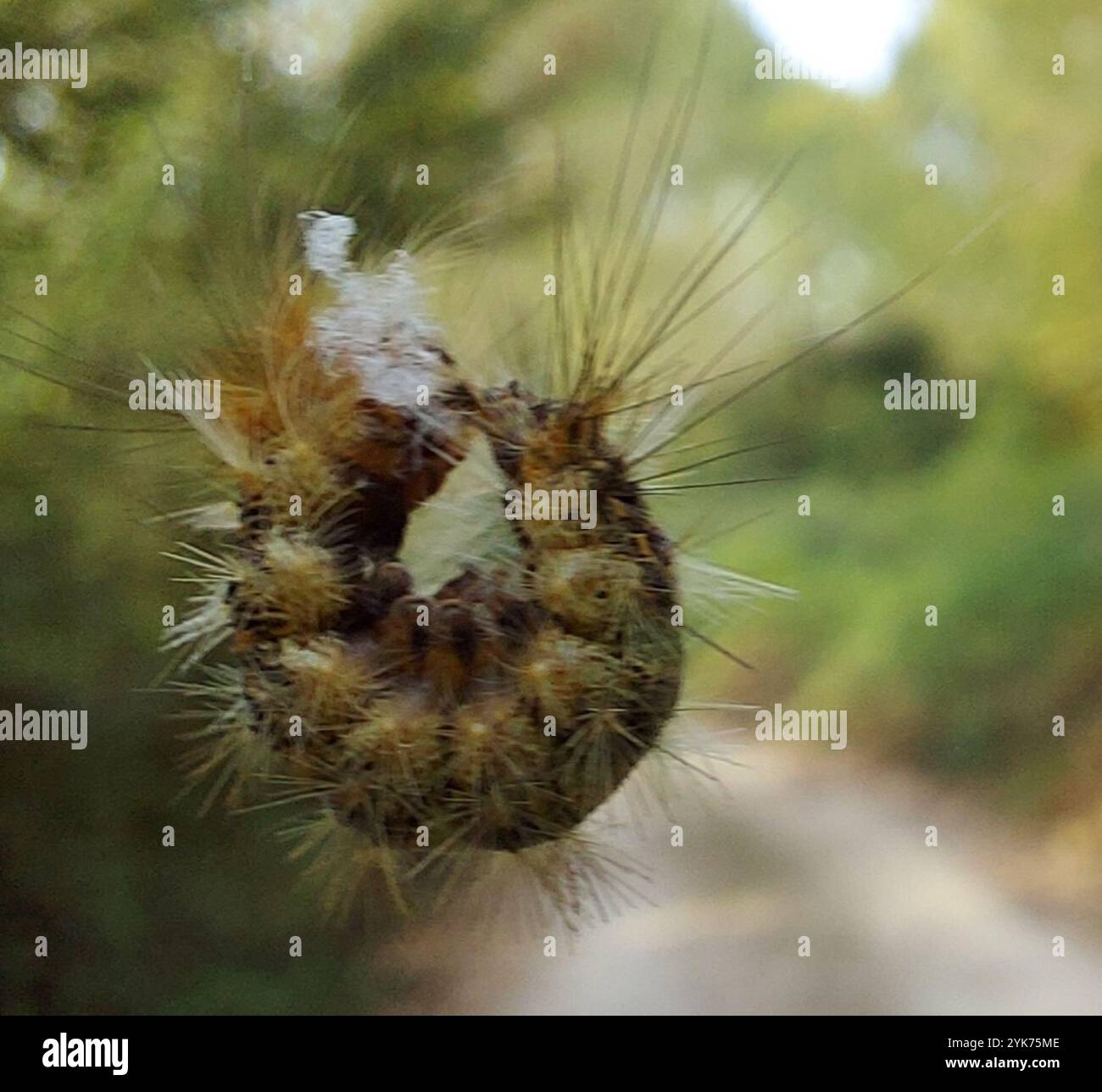 Owlet Moths and Allies (Noctuoidea Stock Photo - Alamy