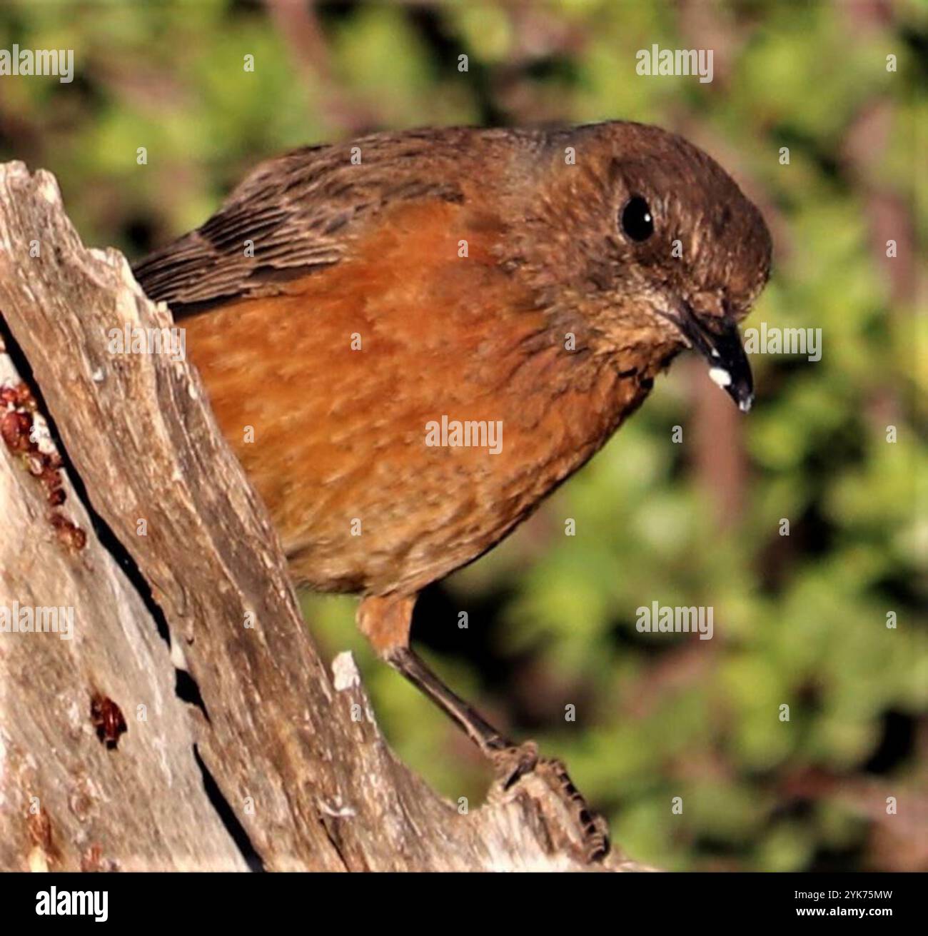 Cape Rock-Thrush (Monticola rupestris Stock Photo - Alamy