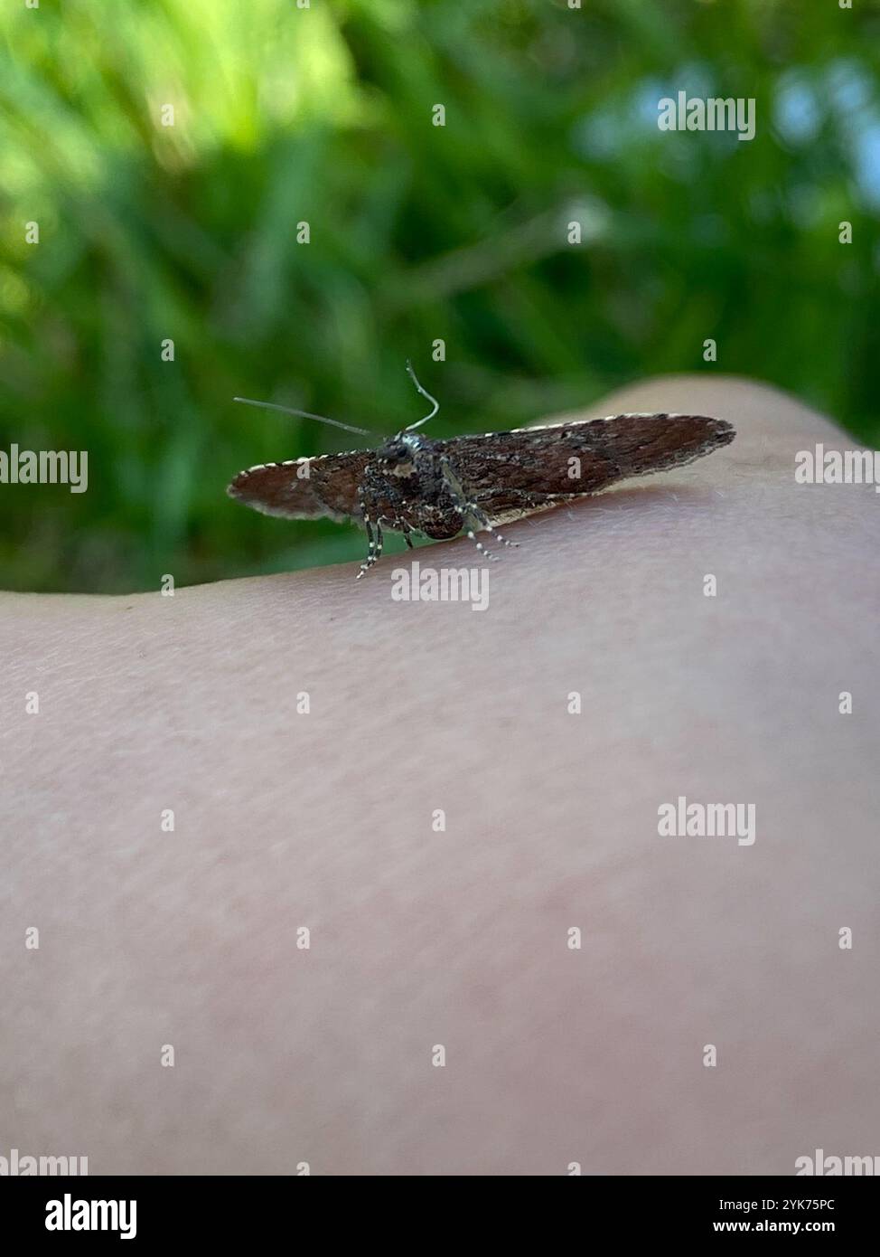 Gem Moth (Orthonama obstipata Stock Photo - Alamy