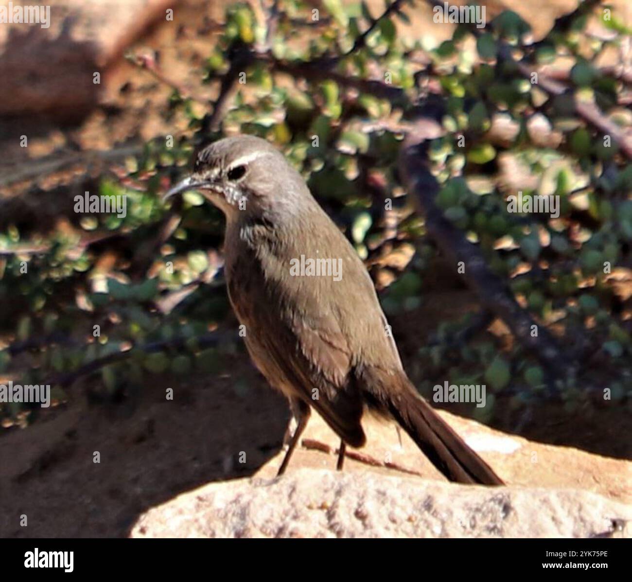 Karoo scrub robin hi-res stock photography and images - Alamy