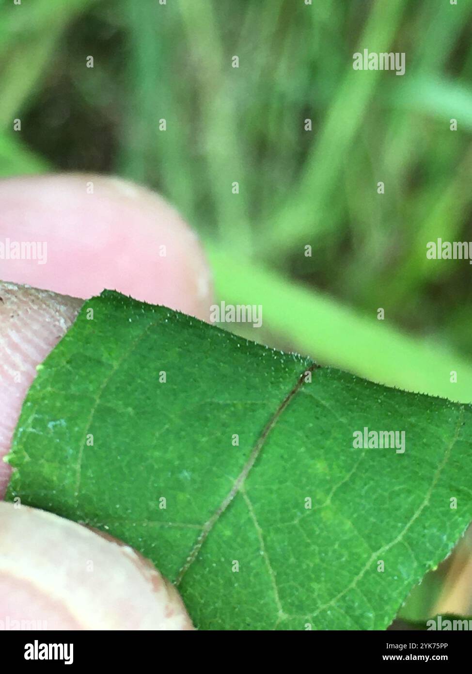 Sunflower microcephalus hi-res stock photography and images - Alamy