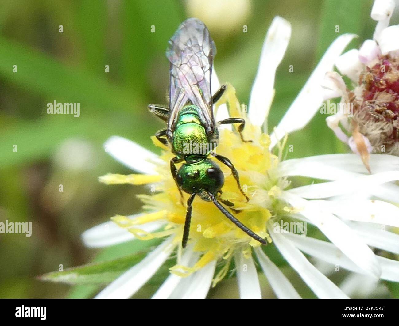 Augochlora pura hi-res stock photography and images - Alamy