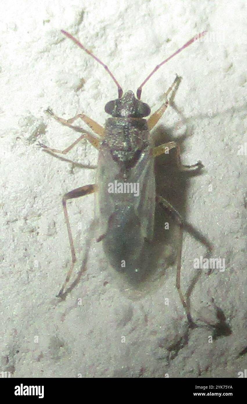 False chinch bugs (Nysius Stock Photo - Alamy