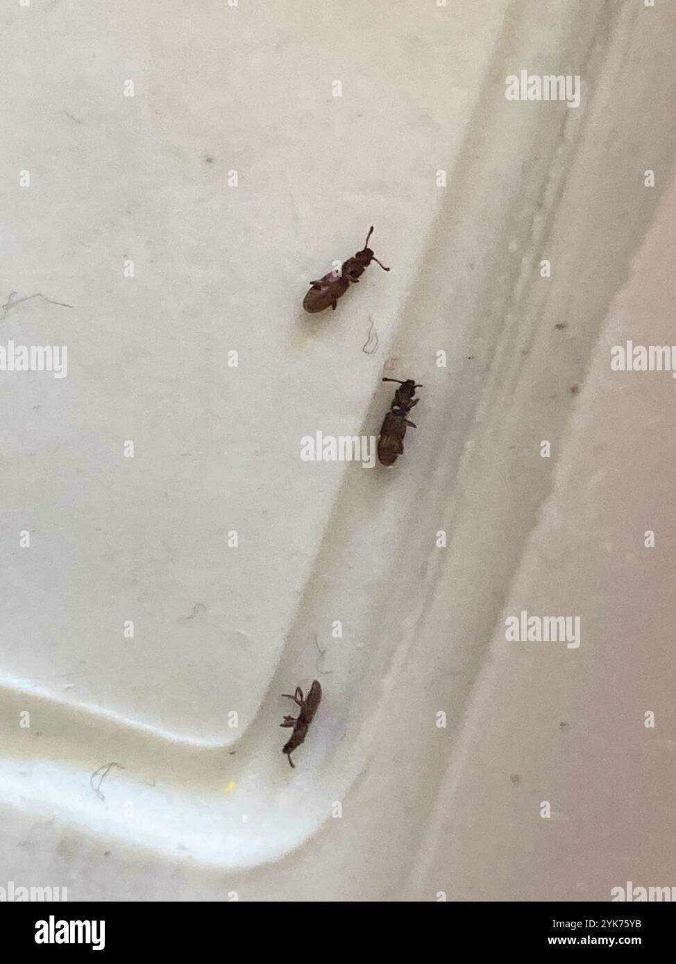 Silvanid Flat Bark Beetles (Silvanidae Stock Photo - Alamy