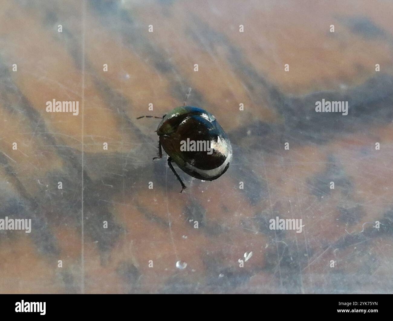 Scarab Shieldbug (Thyreocoris scarabaeoides Stock Photo - Alamy