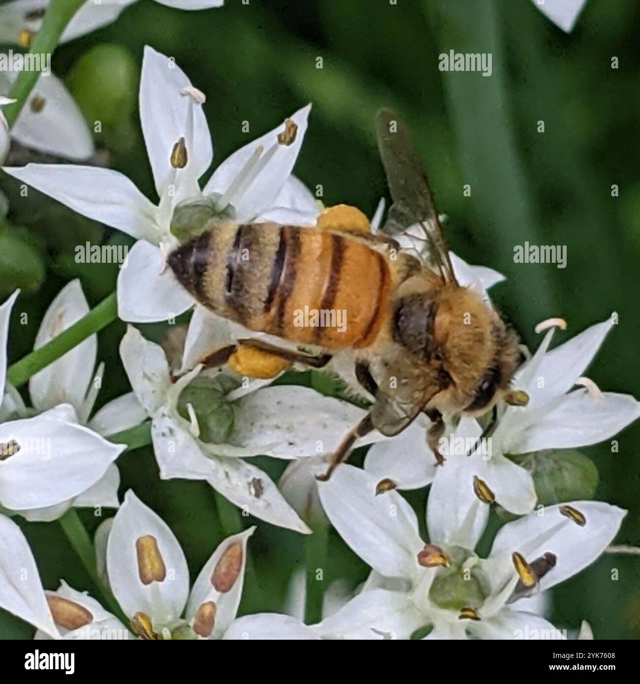 Western Honey Bee (Apis mellifera Stock Photo - Alamy