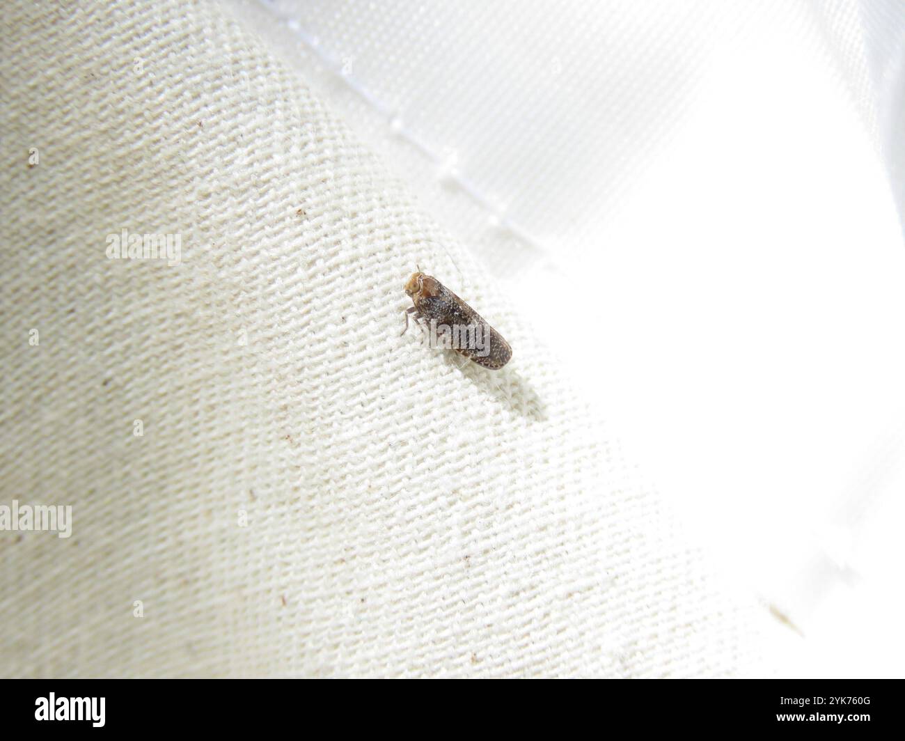 True Hoppers (Auchenorrhyncha Stock Photo - Alamy