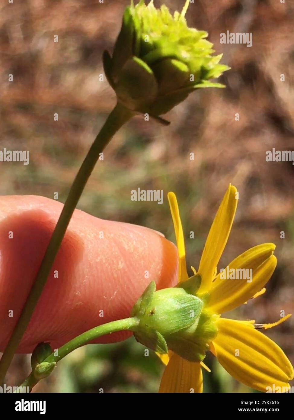 Kidney-leaf Rosinweed (Silphium compositum Stock Photo - Alamy