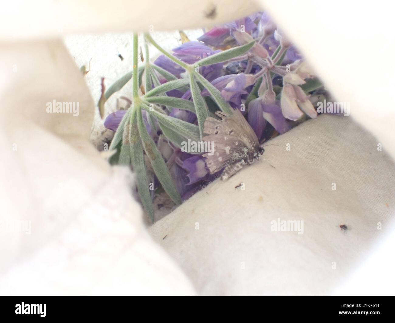Gossamer-winged Butterflies (Lycaenidae Stock Photo - Alamy